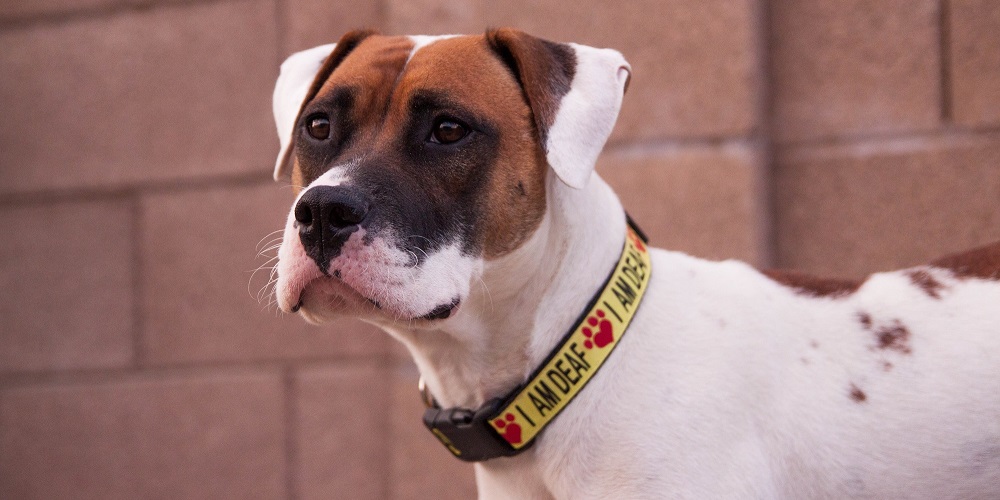 Peppers Pals Rescue