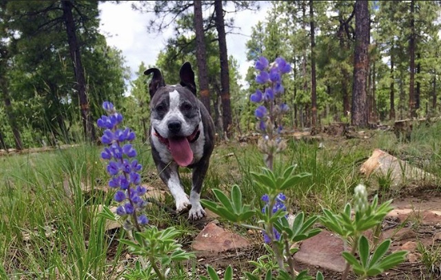About Us - Peppers Pals Rescue