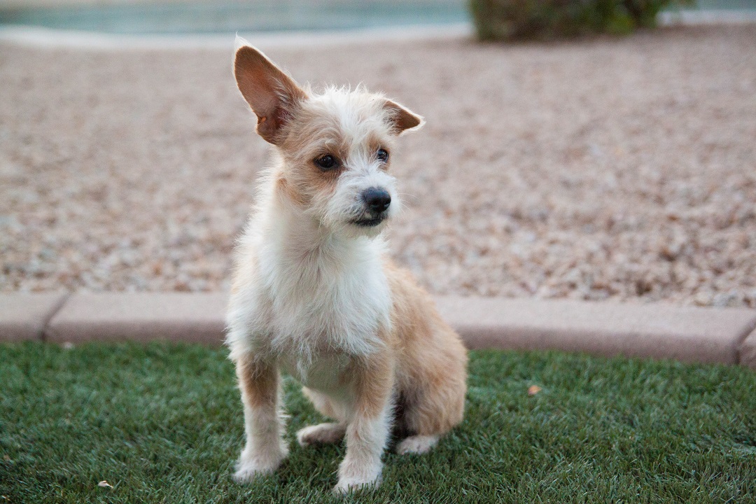 Peppers Pals Rescue