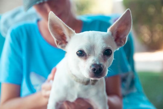 Chico - Peppers Pals Rescue
