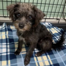 Allie - Peppers Pals Rescue