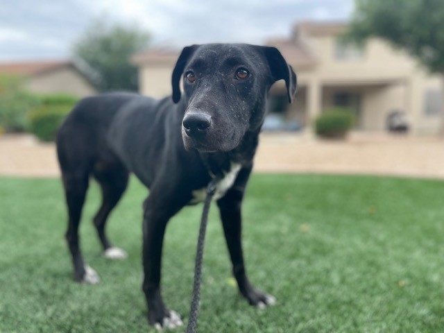 Nikki - Peppers Pals Rescue