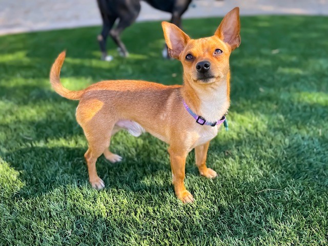 Milo - Peppers Pals Rescue