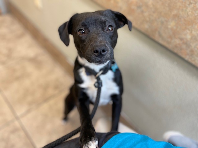Coffee Bean - Peppers Pals Rescue