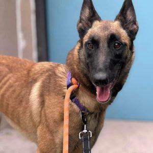 Adoptables - Peppers Pals Rescue